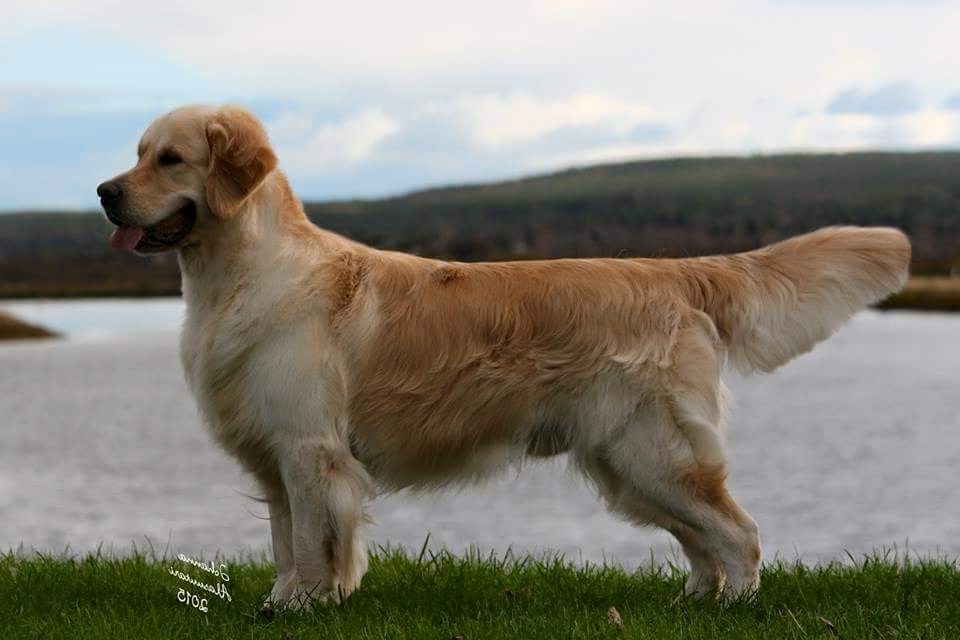 Golden Retriever pups op komst in verwachte nesten